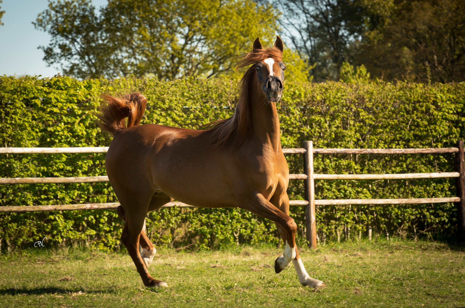 Perlina - VDB Arabians